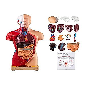 VEVOR Human Body Model 15 Parts 11 Inch Human Anatomy Model Medical Teaching Anatomical Skeleton Model with Removable Organs for Student Kids Adults, Display Base & Product Manual Included