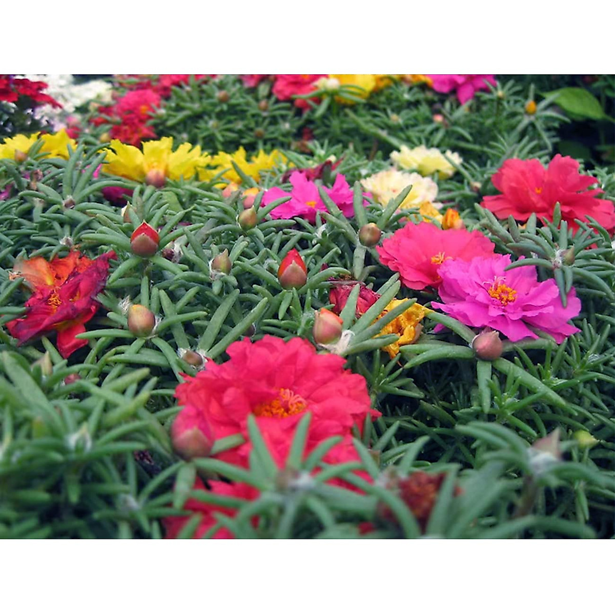 10000+ Portulaca Grandiflora Moss Rose Seeds Mixed Color Spreading for Planting Mexican Rose Sun Rose Rock ROS Heat & Drought Tolerant Ground Cover Plant