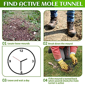 Qualirey 2 Pcs Mole Traps Vole Mole Traps Galvanized Steel Mole Scissor Trap Outdoor Easy to Set Black Eliminator Trap Mole Killer Gopher Trap for Home Farmhouse Lawn Field Outdoor Garden Yard Vole