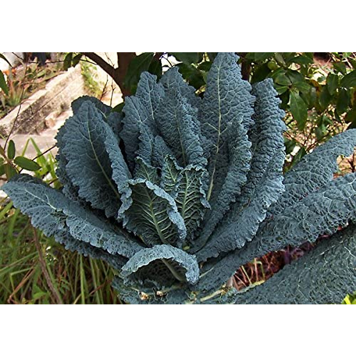 1000+ Kale Mixed Seeds, This is a Mix!!! Dwarf Blue Curled, Lacinato Dinosaur, Siberian Dwarf, Russian Red, Heirloom Non-GMO USA Grown