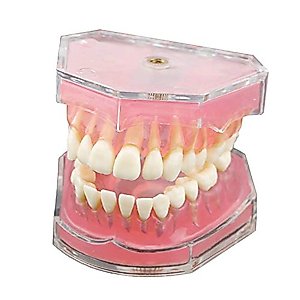 Dentalmall Dental Demonstration Teeth Model - Standard Study Teaching Dental Mode with All Removable Teeth #4004 Silica Gel Material Soft and Bendable Teeth Typodonts