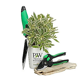 4.5 in. Quart My Monet Purple Effect (Weigela) Live Plant, Purple Flowers