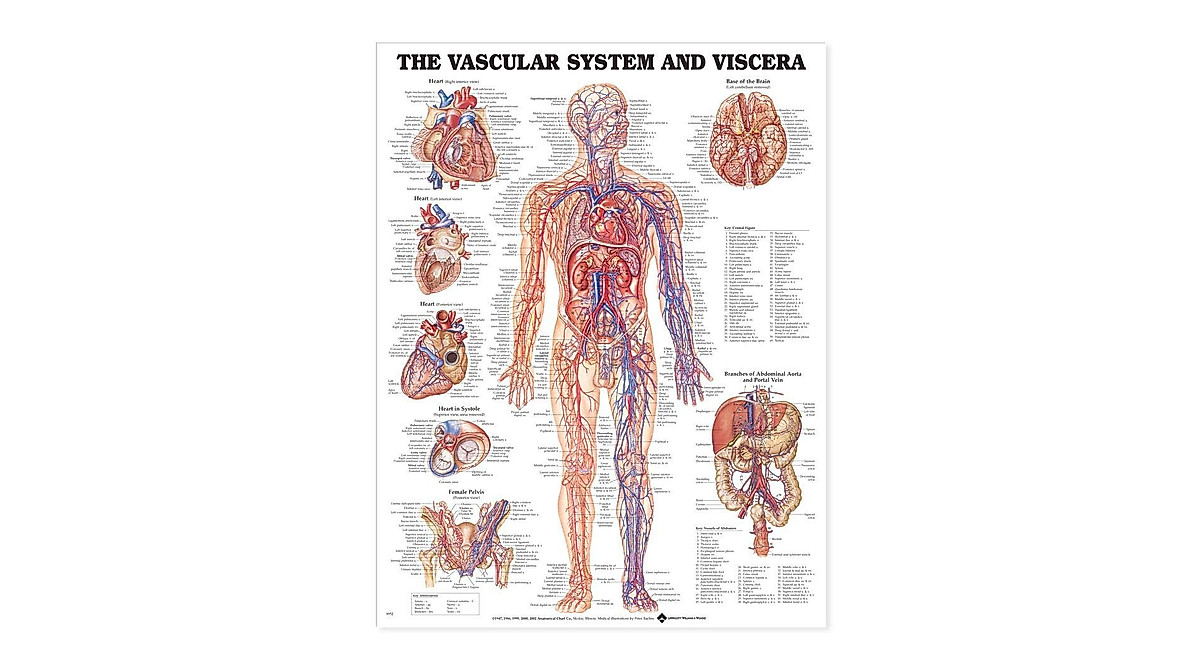 Vascular System & Viscera Anatomical Chart | Detailed Human Anatomy