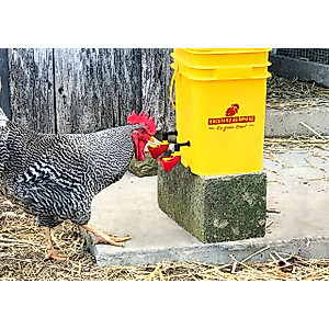 Backyard Barnyard 4 Pack NO PECK Poultry Cup Waterer Drinker for Chicken Ducks Quail (Hardware Included) Chooks Bebederos para Gallinas