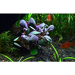 Red and Purple Plants Bundle - Red Flame Sword | Lobelia Cardinalis | Telanthera - Live Aquatic Plants