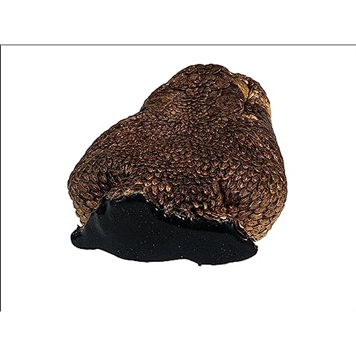 Chichester Inc Extra Large Real Rattlesnake Head : Open Mouth