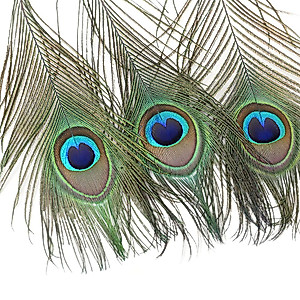 12 PCS Real Natural Peacock Eye Feathers 10-12 inch for DIY Craft, Wedding and Holiday Decorations