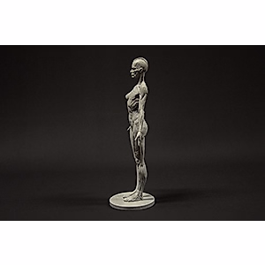 Female Anatomy Figure: 10.5-inch Anatomical Reference for Artists (Grey)