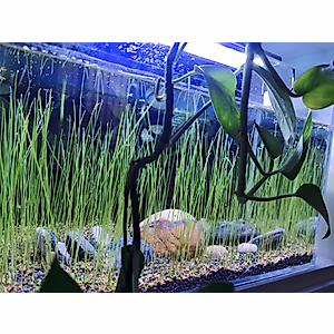 3 Bags Aquarium Plant S.e.e.d Set, not aritifical Plastic, Fresh Water Live Grass for Fish Tank ZQ21