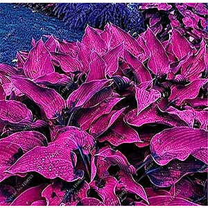 100 Pcs Mixed Hosta Jardin Perennials Lily Flower Pot White Lace DIY Home Garden Ground Cover Garden Plant - (Color: t)