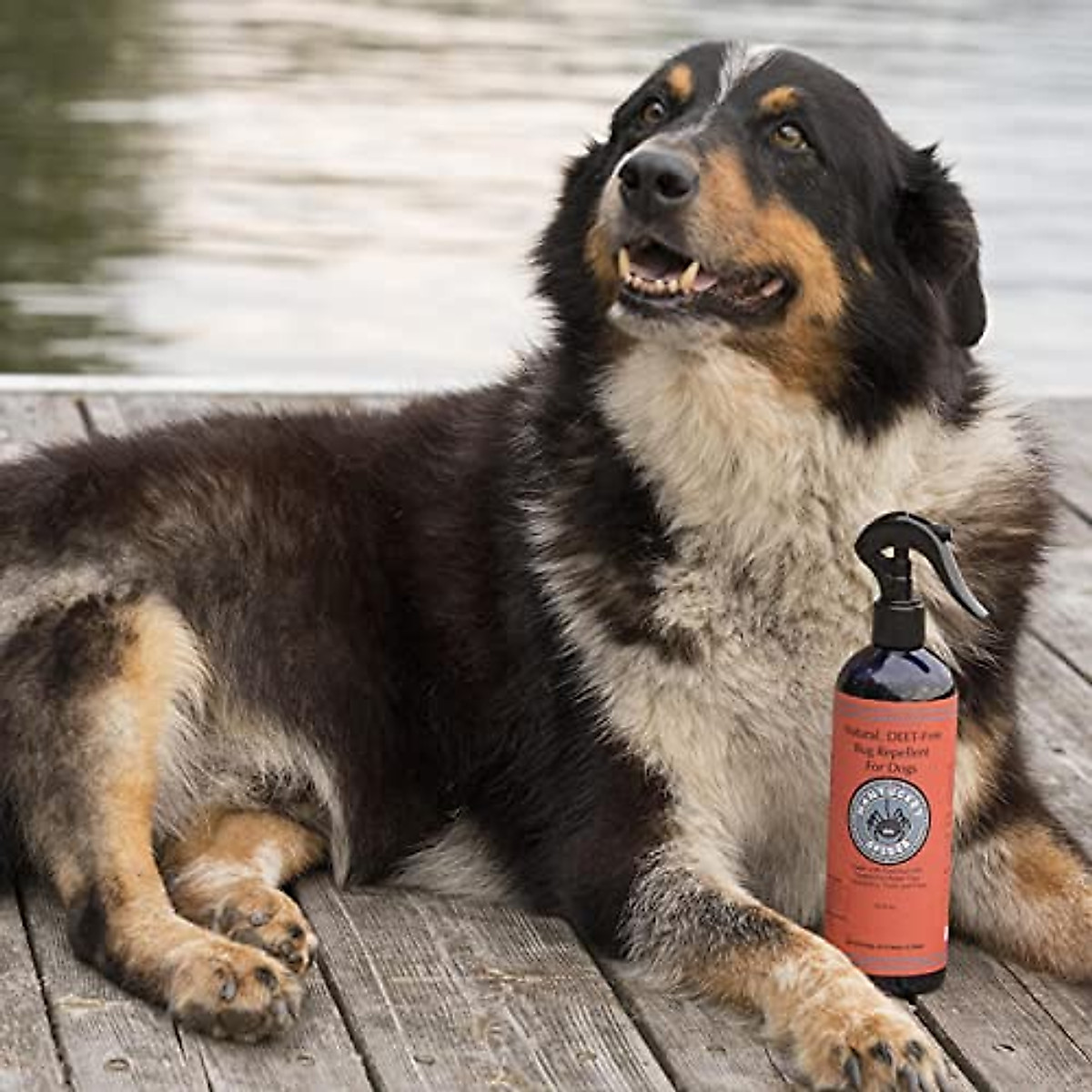 Nantucket Spider 2 Pack | 8 oz Bug Repellent for Dogs | Extra Strength Tick Repellent Spray and Natural Insect Repellent for Dogs| DEET Free with Organic Essential Oils | Repels Ticks and Mosquitoes