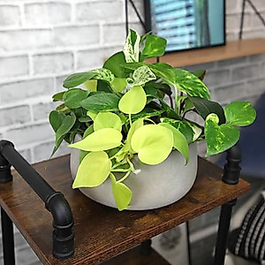 Plentiful Pothos & Philodendron (6-Pack), Pothos Live Plant Decor, Office Plants, Real Plants, Easy Indoor Plant, House Plants Indoors Live Plants Indoor Plants Live Houseplants by Plants for Pets