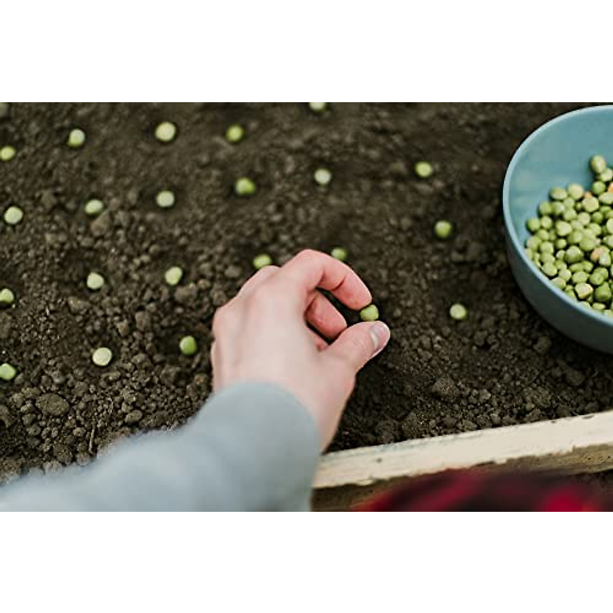 Oregon Giant Snow Pea Seeds for Planting, 25+ Heirloom Seeds Per Packet, (Isla's Garden Seeds), Non GMO Seeds, Botanical Name: Pisum sativum, Great Home Garden Gift