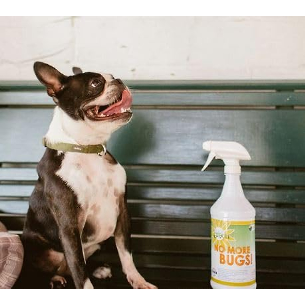 No More Bugs! Naturally Green Products Home Kit Safe for You and Your Pets!