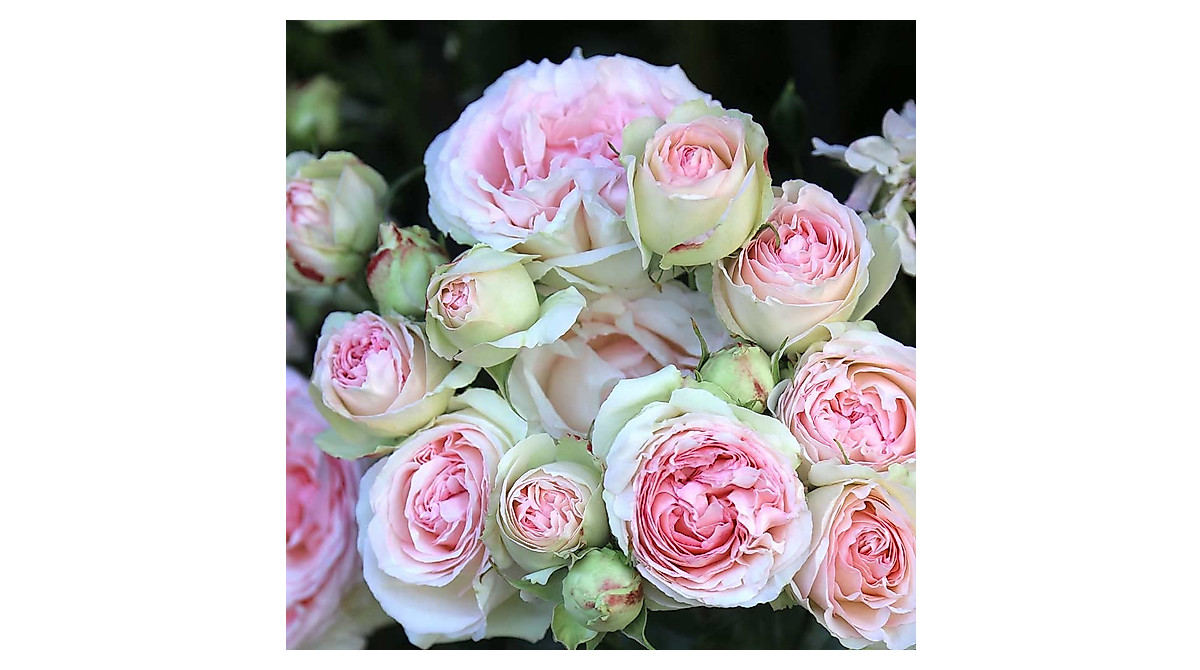 Heirloom Roses Eden Climber® - Vibrant Pink Climbing Rose