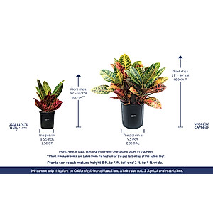 Nature’s Way Farms Croton Petra Live Plant (18-24 in. Tall) in Growers Pot