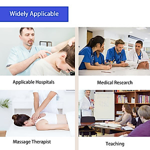 Veipho Cervical Spine Model with Nerves, Life Size Cervical Vertebral Spine Spinal Nerves Anatomical Model with Stand, Cervical Spinal Column Model for Study