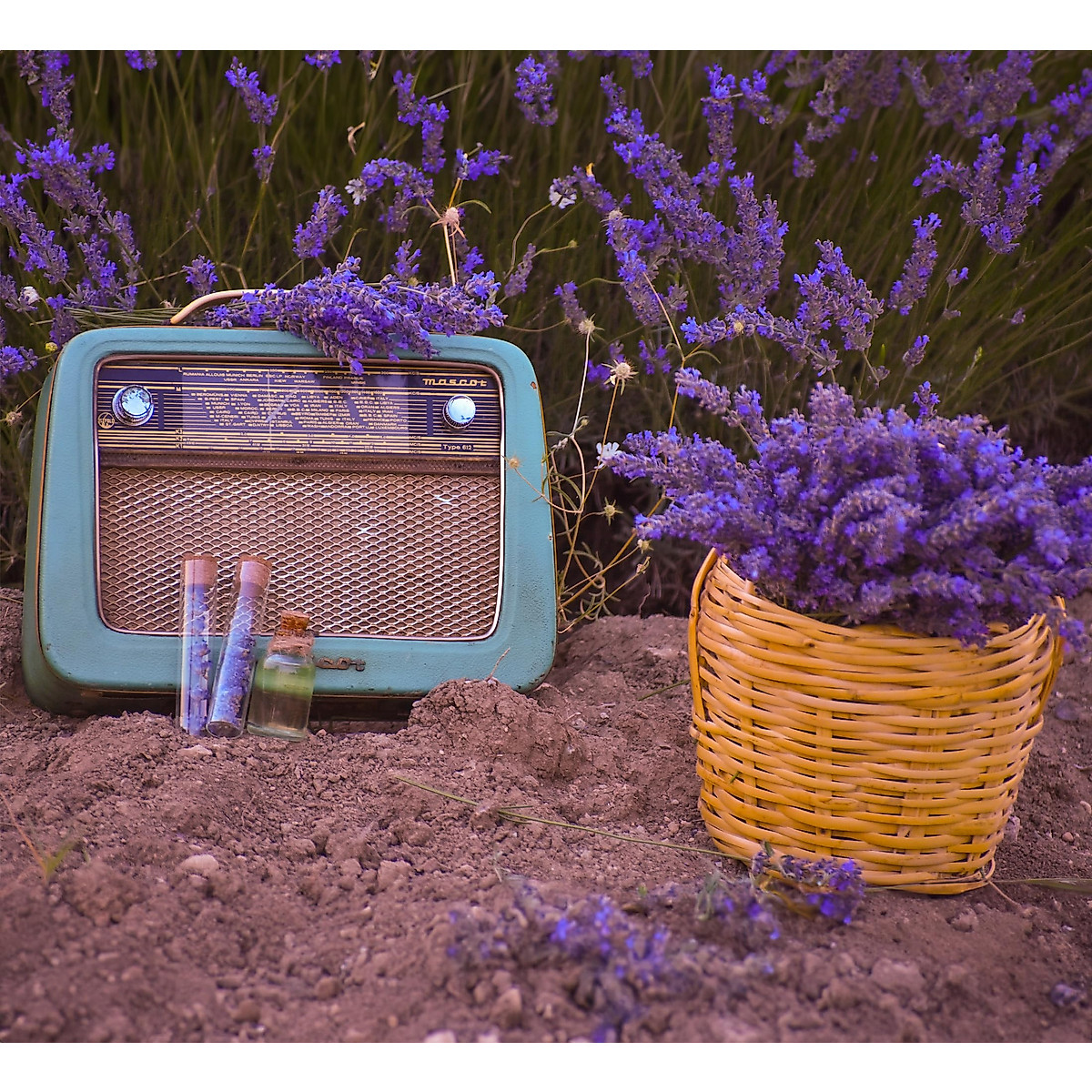 Organic Wild Lavender Candles | Scented Candles for Home | 6 oz 43 Hour Burn, Lavender Candle in Glass Jar