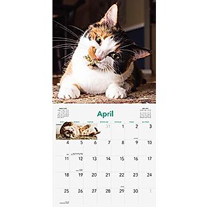 Cats on Catnip Wall Calendar 2021