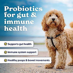 Origin Labs Belly Buddies Probiotics for Dogs, 5 Billion CFUs Prebiotics & Probiotics for Gut Health, 7 Strain Probiotic Blend, Immune Support, for All Dogs, Bacon Flavor, 90 Soft Chews