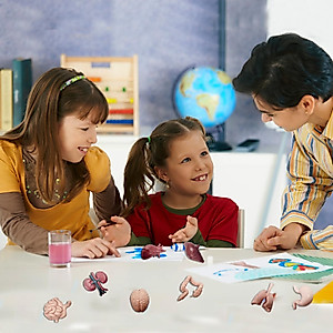 8 Pcs Human Body Model for Kids Human Organ Model Anatomy, 3D Anatomy Model Realistic Brain Heart Lung Liver Stomach Large Intestine Small Intestine Kidney Models for Halloween Party Prop