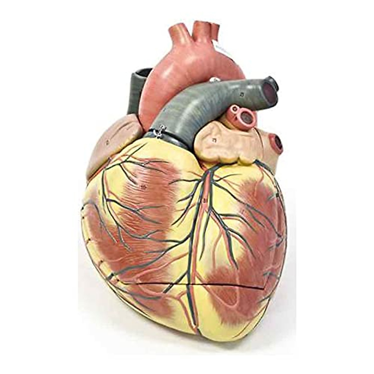 Walter Products B10405A Human Heart Model, Life Size, 2 Parts, 4.5 x 3 x 3 Inches