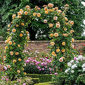 Black Garden Arch Trellis for Elegant Decorations,Metal Pergola Arbor,W 120-350cm Steel Frame Rust Resistant Extra Wide Rose Trellis Archway for Garden Wedding,Plants Support (Color : Black, Size :