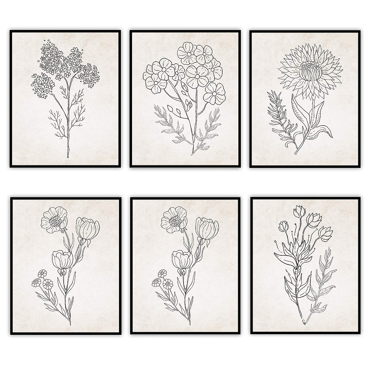 Beige Florals in Black and White Set of 6-8x10 Unframed Art Prints - Makes a Great Gift to Gardening Enthusiasts and Lovely Living Room Decor Under $20