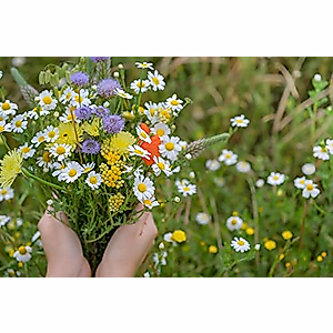 Perennial Wildflower Mix, 600+ Flower Seeds Per Packet, (Isla's Garden Seeds), Blend of 17 Various Perennial Wildflowers, Non GMO & Heirloom Seeds