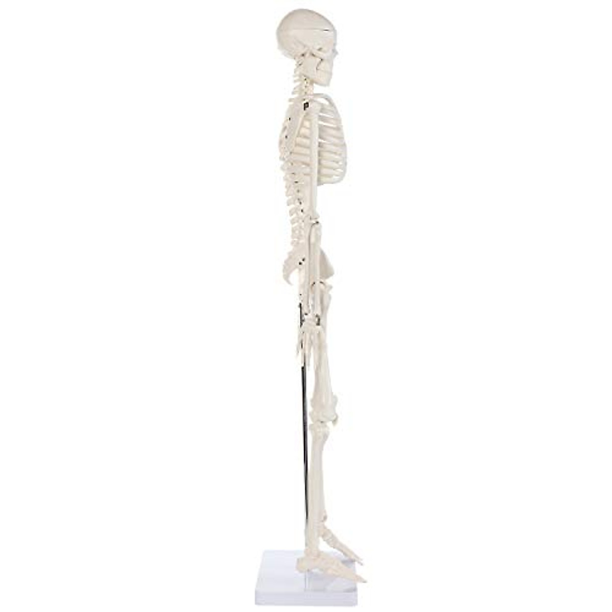 Anatomy Lab Human Skeleton Model, 34" Mini Skeleton Replica Mounted to Base for Display, with Removable Skull Cap, Movable Arms and Legs, and Details of Human Bones