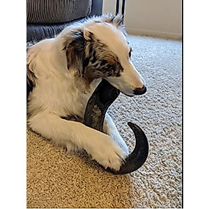 WhiteTail Naturals - Water Buffalo Horns for Dogs (Monster XX-L) All-Natural Dog Bone - Long Lasting Chew Toy for Aggressive Chewers and Teething Puppies
