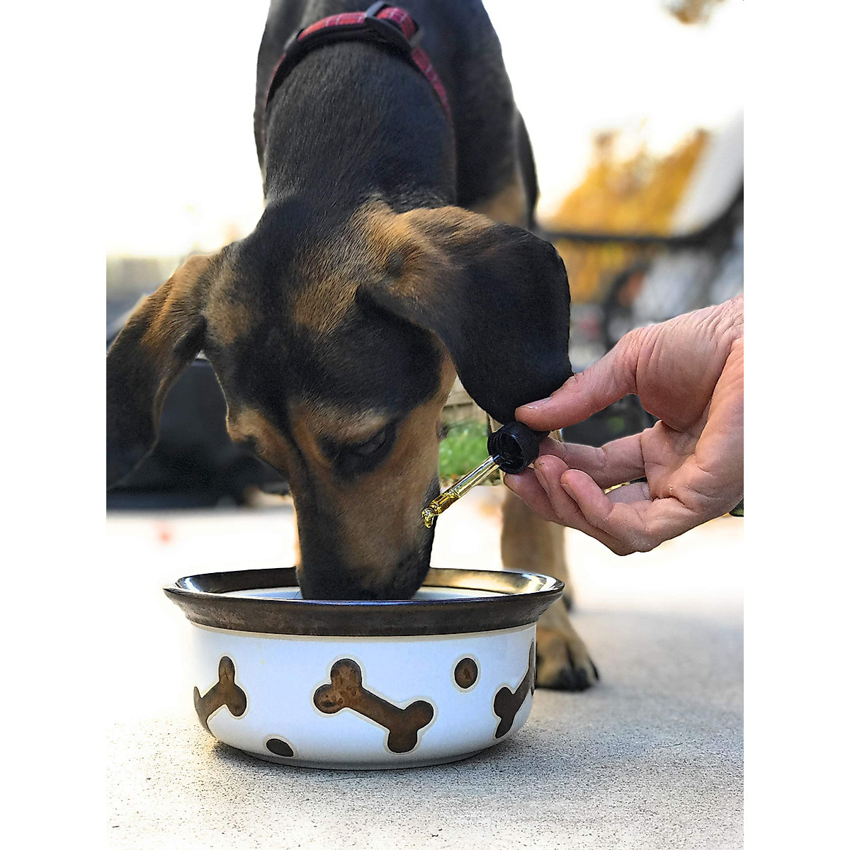 Homescape Pets Daily Thrive - Hemp Oil & Turmeric for Cats & Dogs - Anti-Inflammatory Pain Reliever - Boosts Energy & Allergy Immune System - Vet Recommended