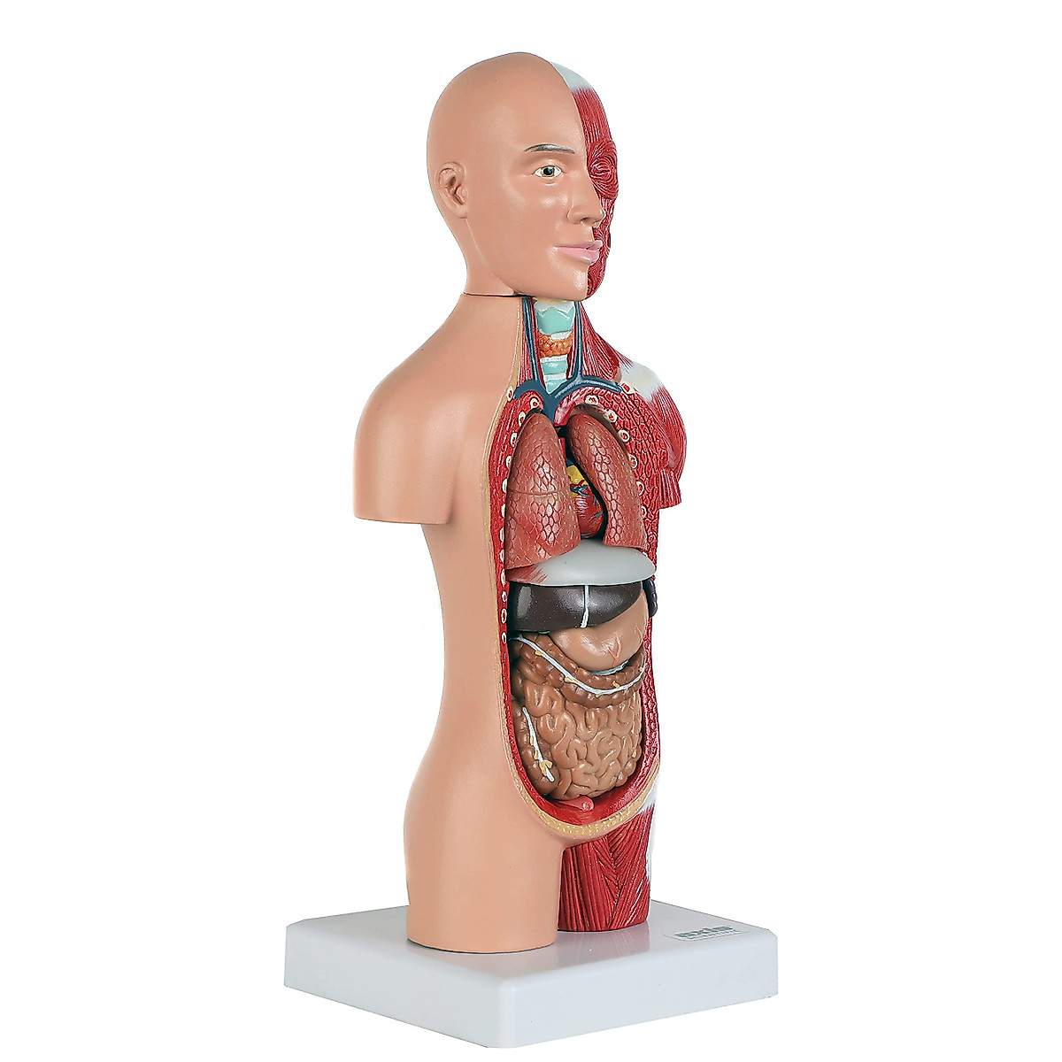 Axis Scientific 14-Part Unisex Micro Torso Anatomy Teaching Model, Includes Teaching Booklet