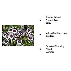 Rare 100 Pcs Seeds Purple Daisy Seeds Flower Garden Plant