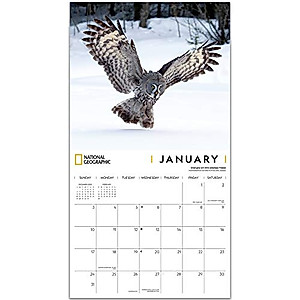 National Geographic Owls 2021 Wall Calendar