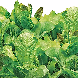 AeroGarden Salad Greens Mix Seed Pod Kit, 6 & Grow Anything Seed Pod Kit, 9