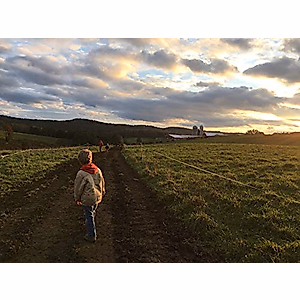 Maple Hill Creamery Organic Cream on Top Yogurt - USDA Organic Whole Milk Yogurt – Unsweetened No Sugar Added– 100% Certified Grass-Fed Yogurt, Plain, 32 oz