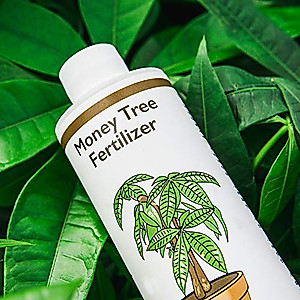 Perfect Plants Liquid Money Tree Fertilizer | 8oz. of Premium Concentrated Indoor and Outdoor Pachira Aquatica Fertilizer | Use with Containerized Houseplant Money Trees