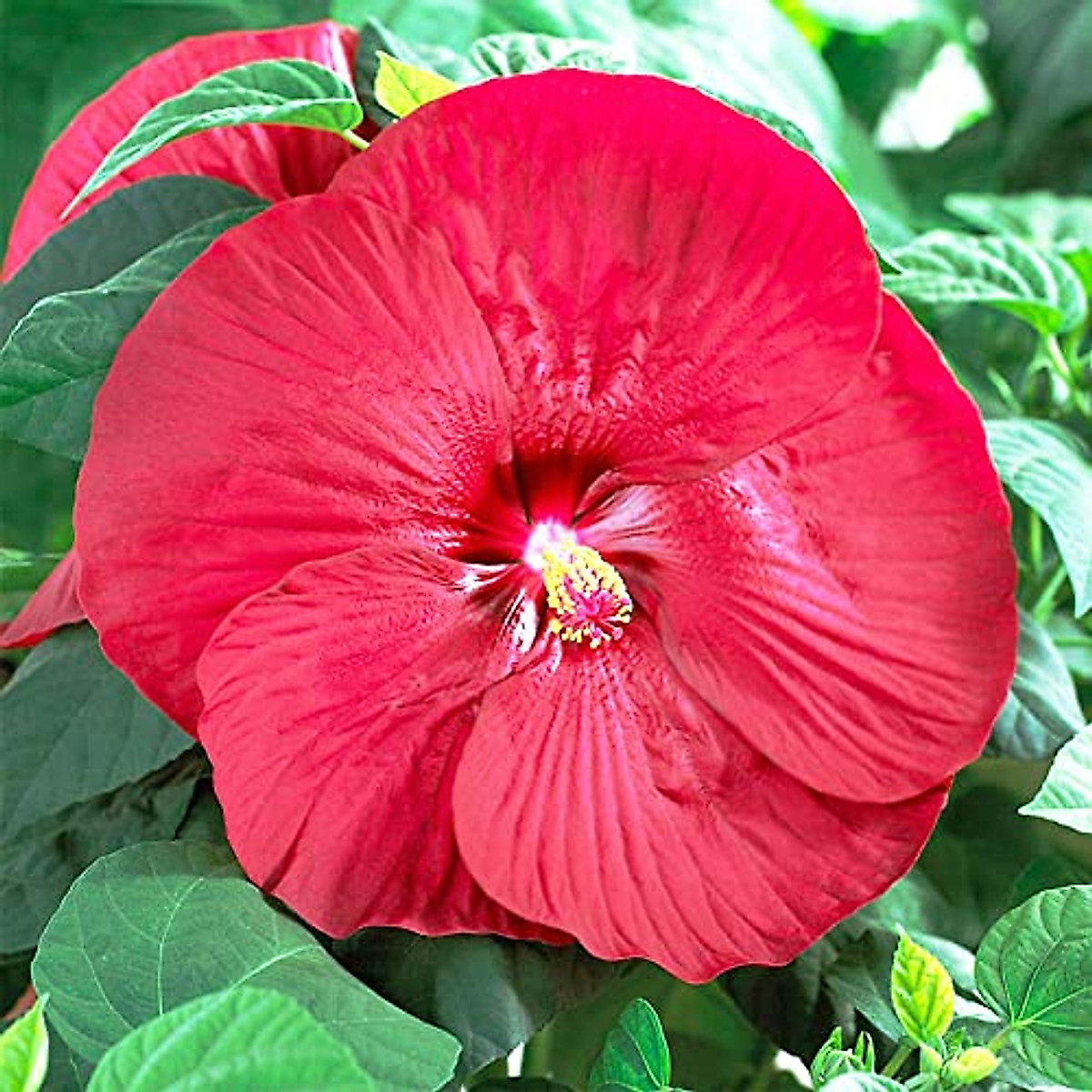 QAUZUY GARDEN 10 Red Swamp Hibiscus Seeds Scarlet Rosemallow Perennial Hardy Exotic Plant Bonsai Seeds Easy to Grow Low-Maintenance Attract Pollinators