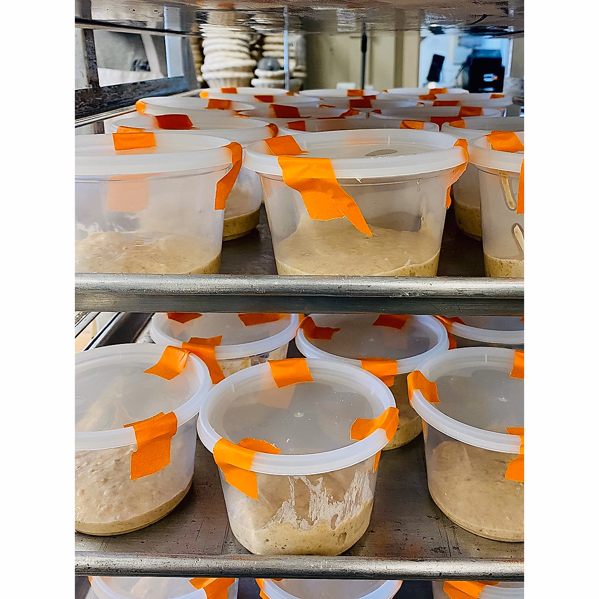 WWJD Worms 900 Year Old Organic Fresh Sourdough Starter Yeast Culture - Dutch/Wales Heritage Starter