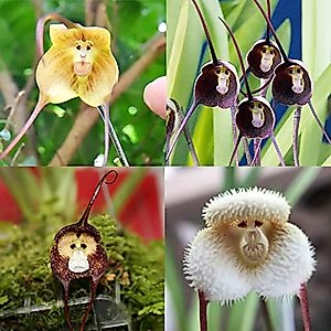 QAUZUY GARDEN 100 Mix Rare Monkey Face Orchid Seeds for Planting - Rare Monkey-Like Dracula Simia Orchid Seeds - Blooms at Any Season - Striking Perennial Orchid Flower