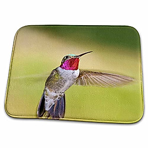 3dRose Colorado, Frisco, Hummingbird in Flight - US06... - Bathroom Bath Rug Mats (rug-88843-1)