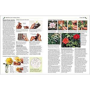 Propagating Plants: How to Create New Plants for Free