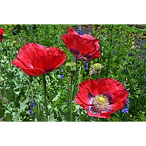 Giant Red Poppy Papaver Somniferum Premium Seed Packet