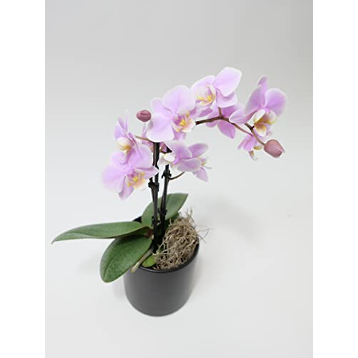 Athena's Garden's 3" Double Spike Phalaenopsis, Pink Blooms and Color-Assorted