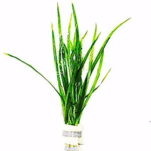 Jungle Vallisneria Spiralis Rooted Easy Background Live Aquarium Plants Decorations 3 Days Live Guaranteed by Mainam