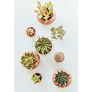 Bonsai Soil All Purpose Mix | Fast Draining Pre Blend Plant | Pumice, Lava, Calcined Clay and Pine Bark ● Potting Pre Mixed Bonsai Plant Soil Mixture by The Bonsai Supply (2 Quart Bag)