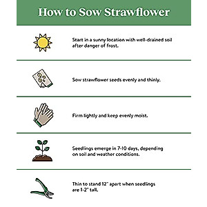 Burpee Tall Mixed Colors Strawflower Seeds 750 seeds