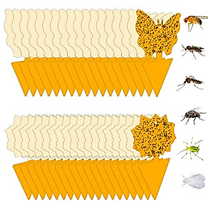 36 Pcs Gnat Sticky Traps for Plants, Fungus Gnat Sticky Trap Fruit Fly Traps for Indoors Orange House Plant Bug Sticky Gnat Killer Indoor, Flying Insect Traps Indoor and Outdoor Gnats Trap
