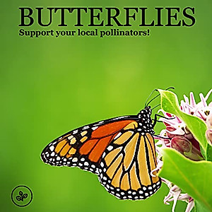 Sow Right Seeds - Medicinal Herb Seed Collection for Planting - Roman Chamomile, Echinacea, Lavender, White Sage, Marjoram & Hyssop - Non-GMO Heirloom Seed - Perfect for a Herb Garden - Gardening Gift